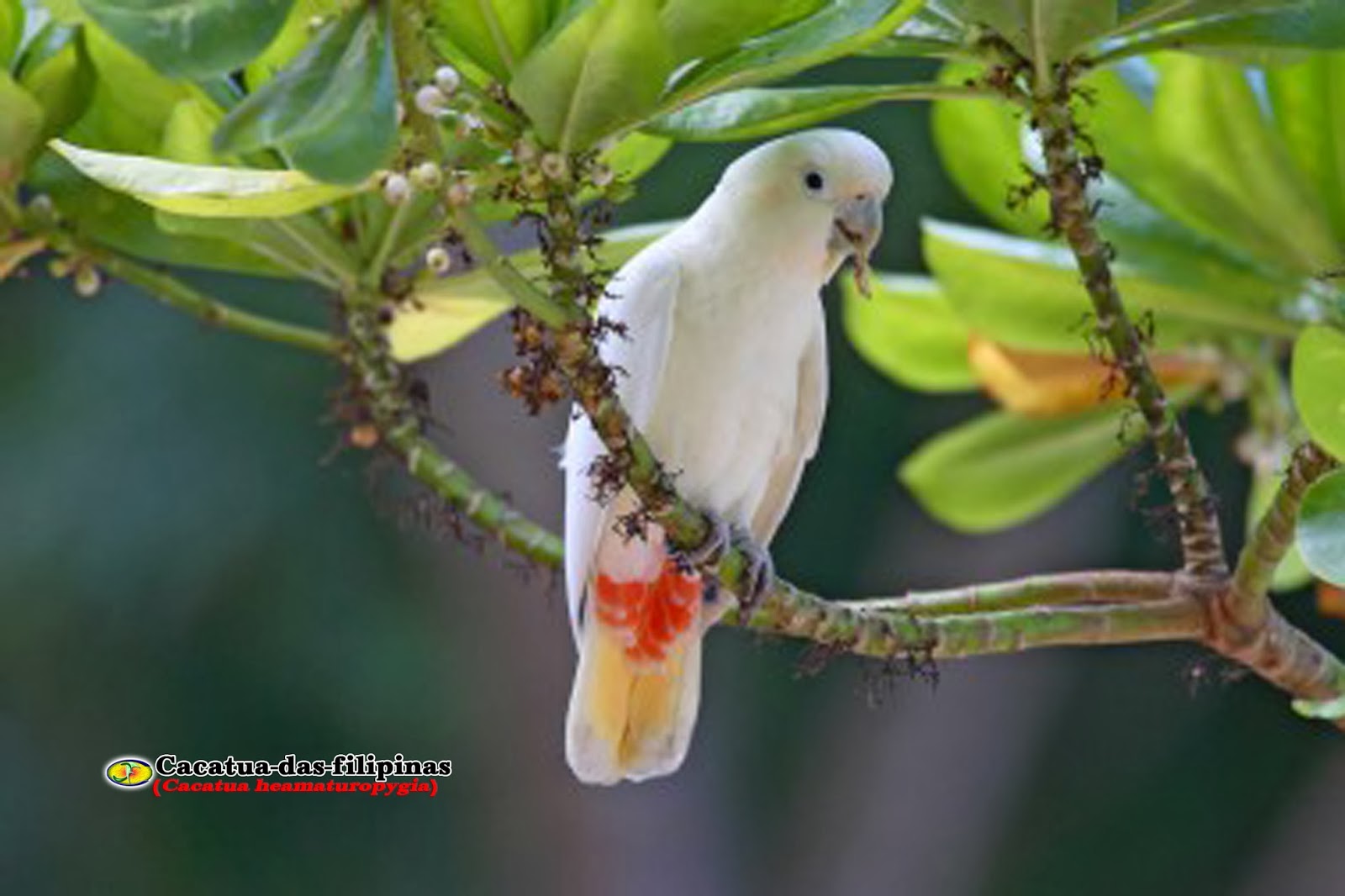 ORNITOLOGIA: Cacatua-das-filipinas (Cacatua haematuropygia)